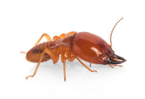 Spring Pest Control Checklist: Preparing Your Home for Termites